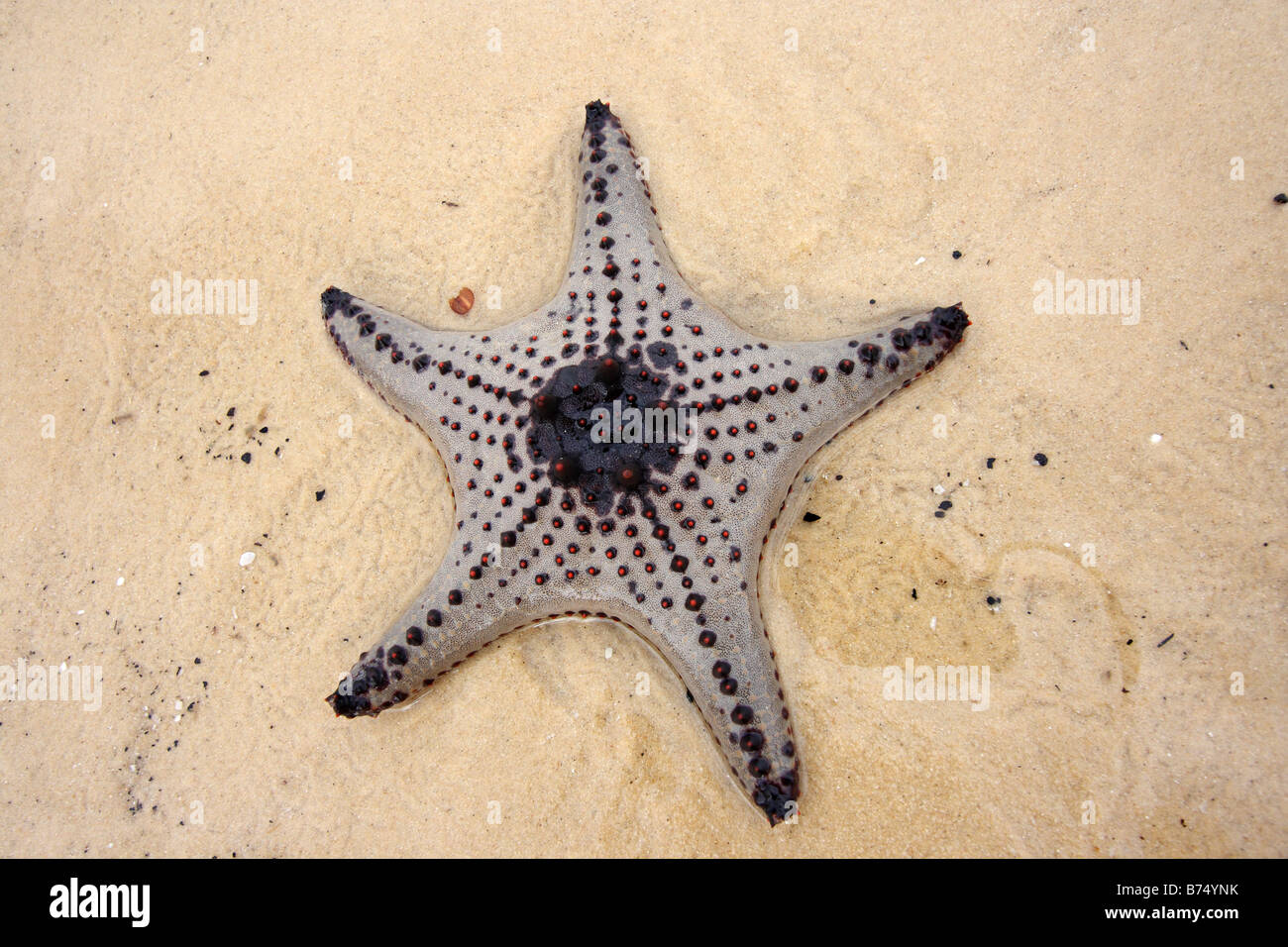 BLUE BLACK AND GREY STARFISH IN SHALLOW WATER HORIZONTAL BDB11402 Stock ...