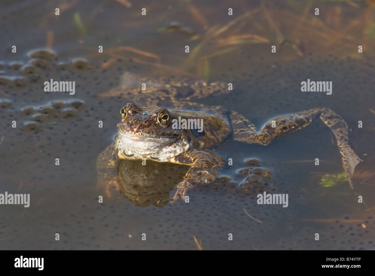 Frogs eggs hi-res stock photography and images - Alamy