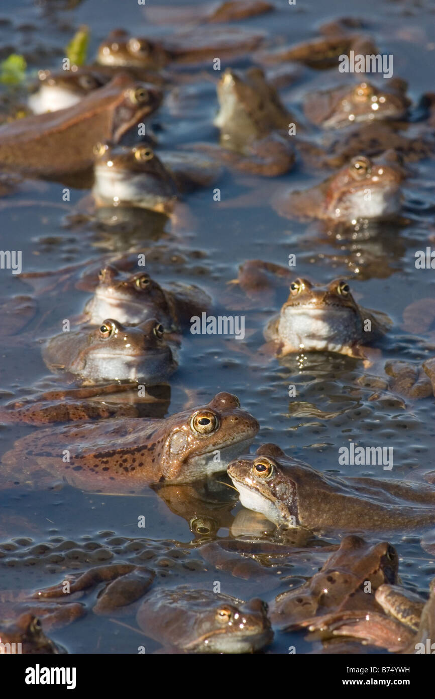 Frogs mating eggs hi-res stock photography and images - Alamy