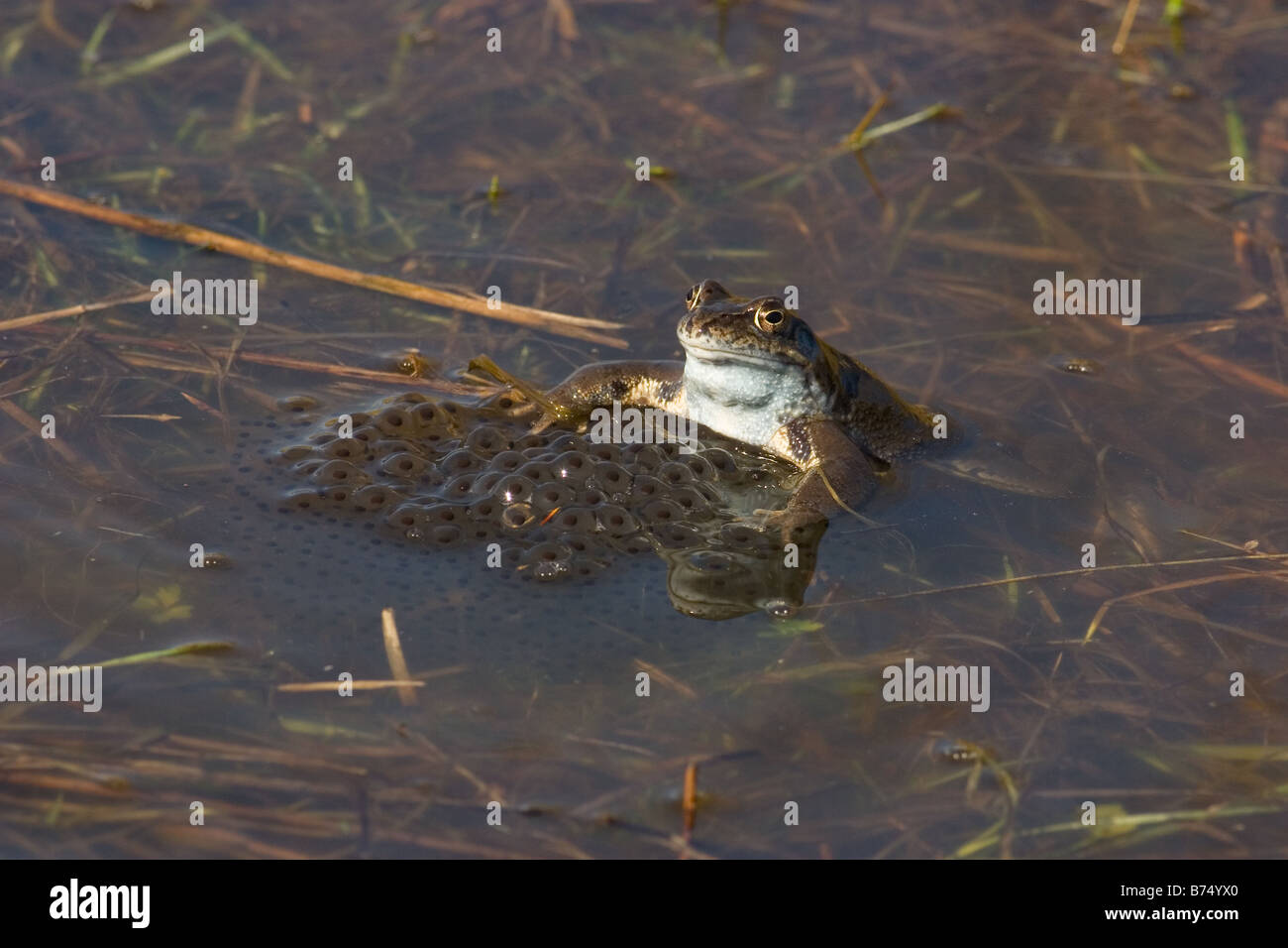 Adult frog hi-res stock photography and images - Alamy