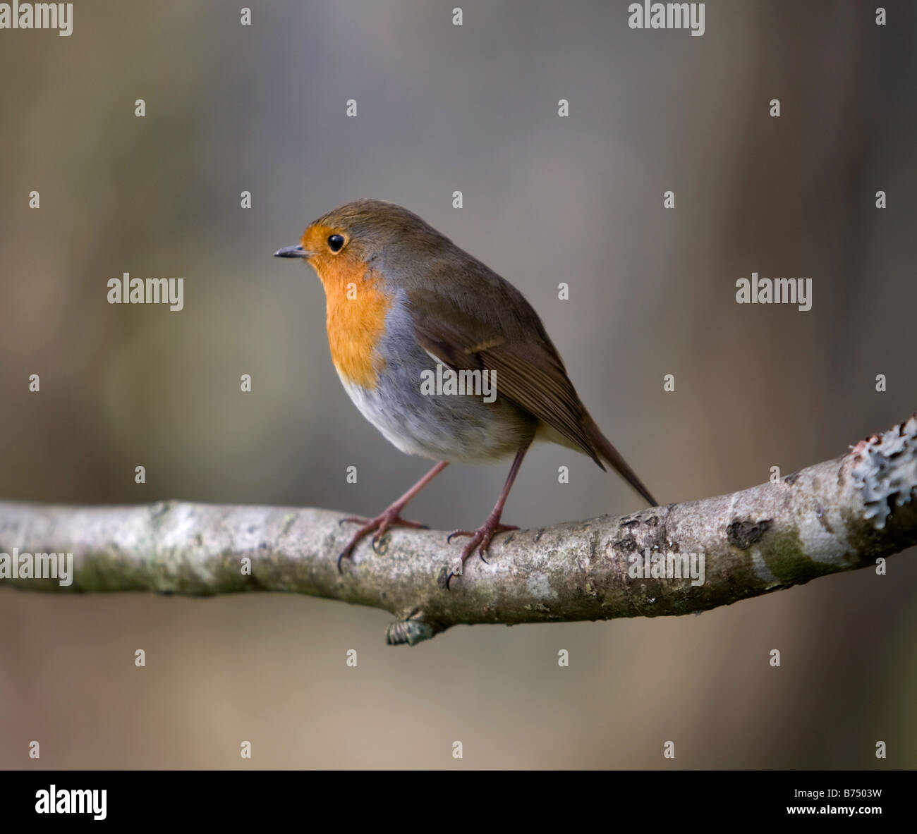 Scottish robin hi-res stock photography and images - Alamy