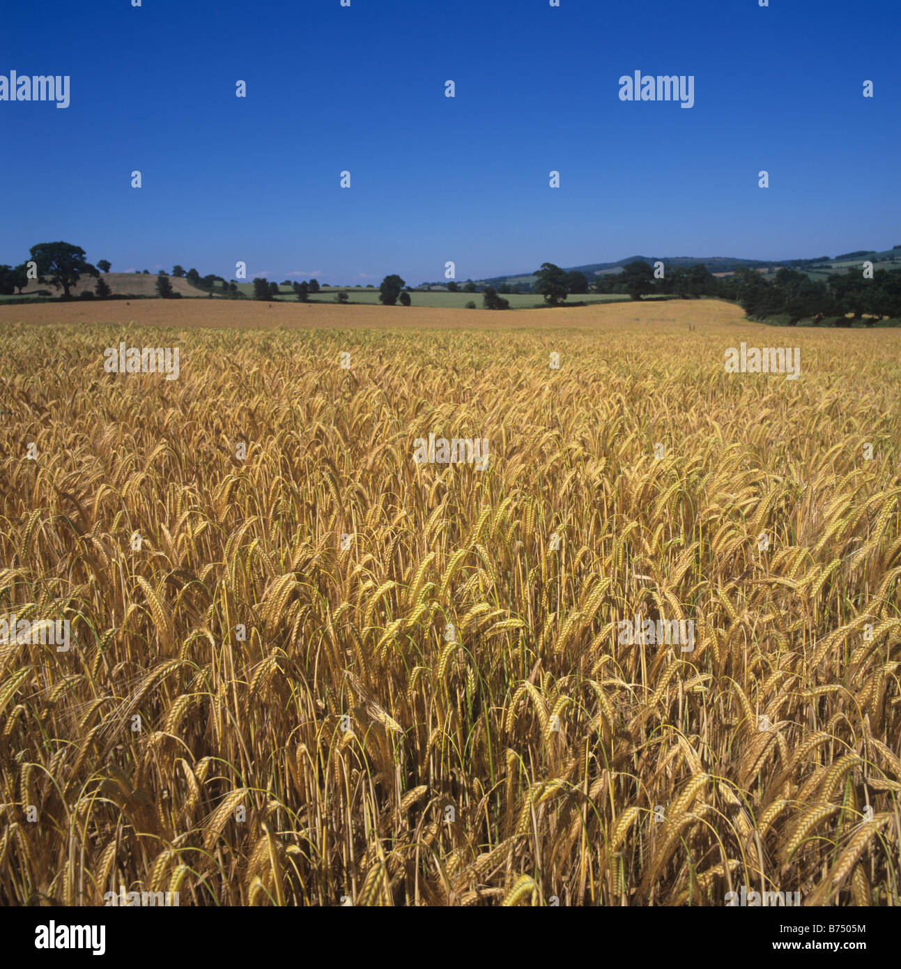 Barley hordeum vulgare ripe barley hi-res stock photography and images ...
