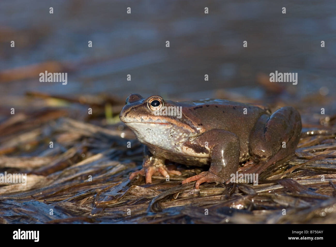 Common Frog, Rana temporaria Stock Photo - Alamy