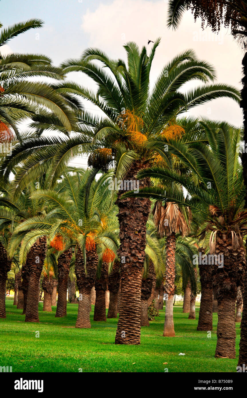 Date palm tree with dates hi-res stock photography and images - Alamy