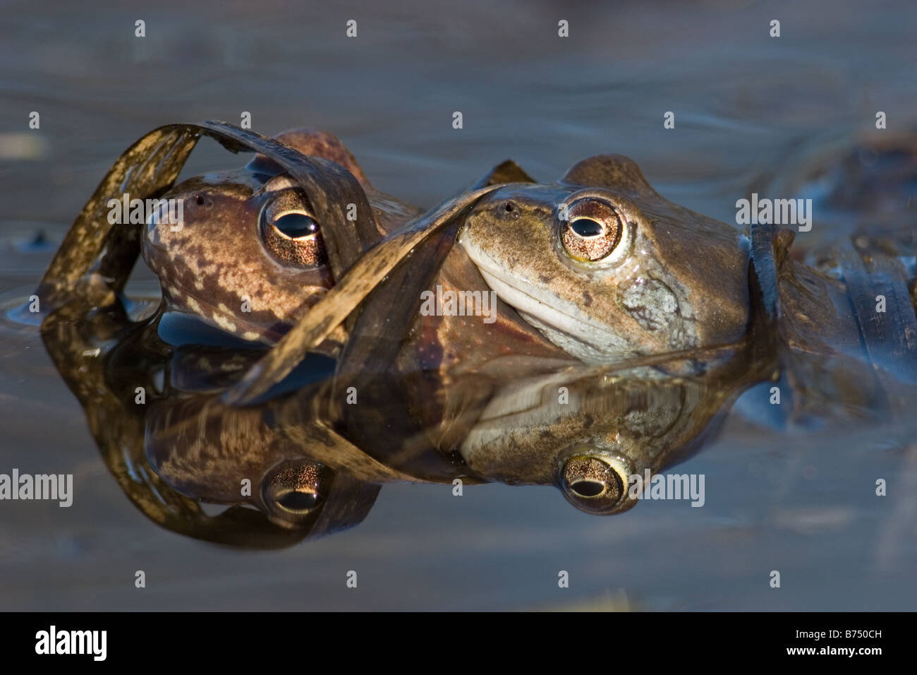 Pair of mating frogs hi-res stock photography and images - Alamy