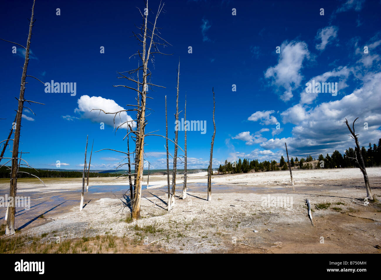 Yellowstone trees hi-res stock photography and images - Alamy