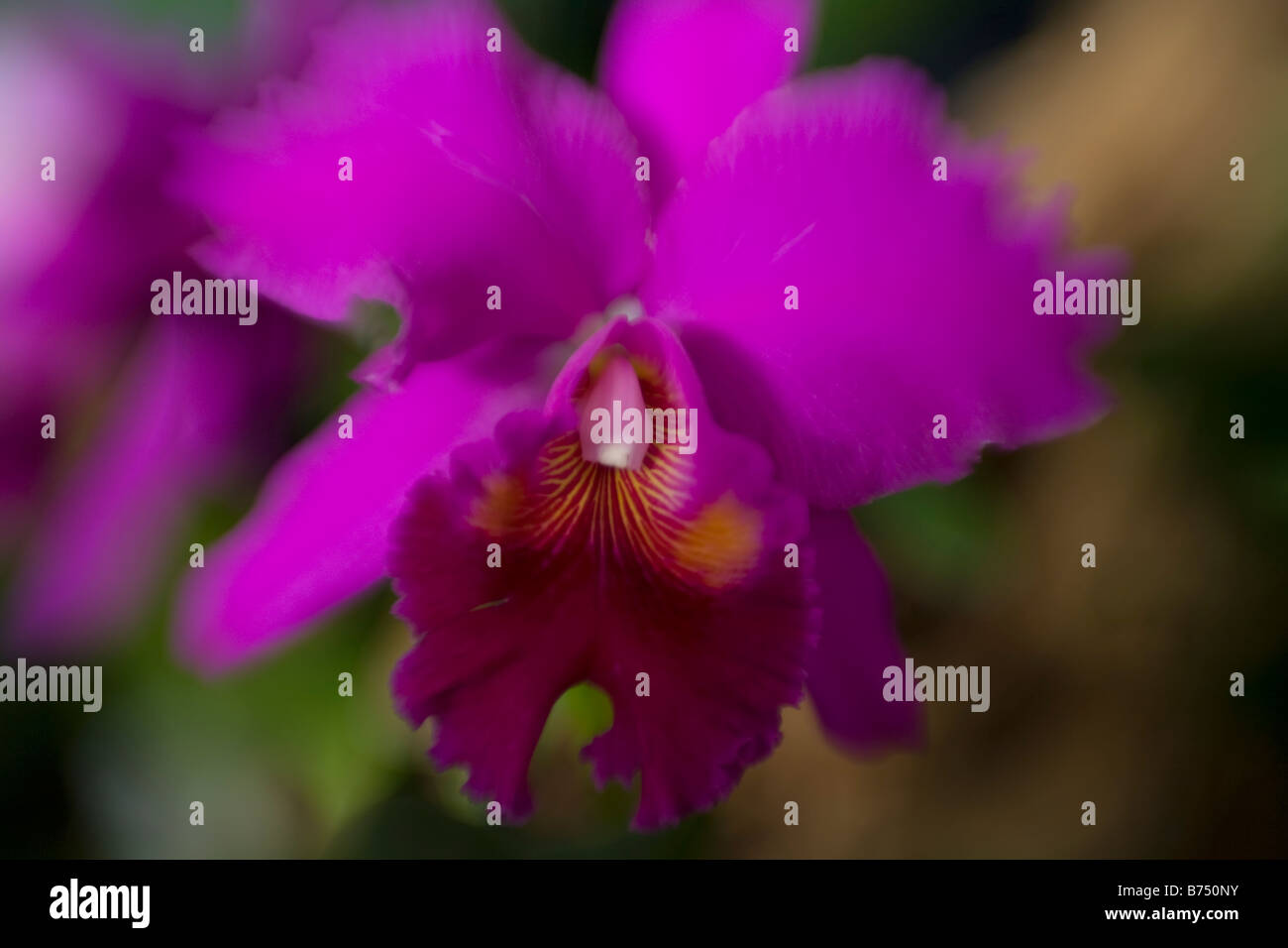 Pretty pink orchids hi-res stock photography and images - Alamy