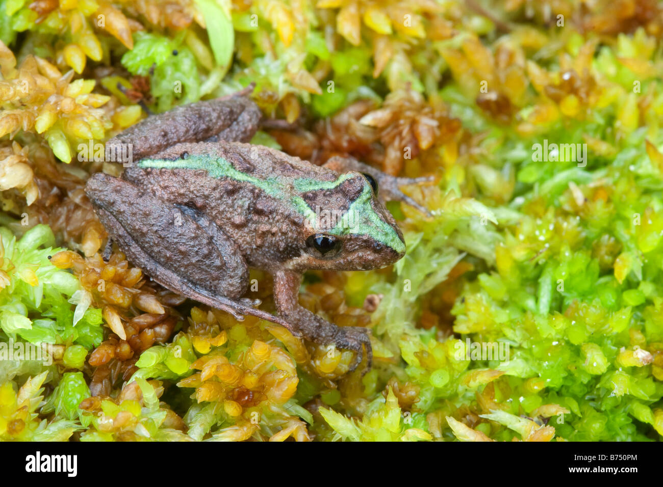 Acris gryllus dorsalis, Florida Cricket Frog Stock Photo - Alamy
