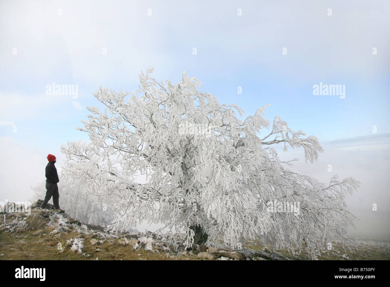 Icy beech forest in pirynees, France Stock Photo - Alamy