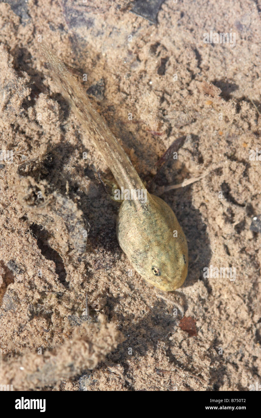 Yellow-Bellied Toad, Bombina variegata tadpole Stock Photo - Alamy
