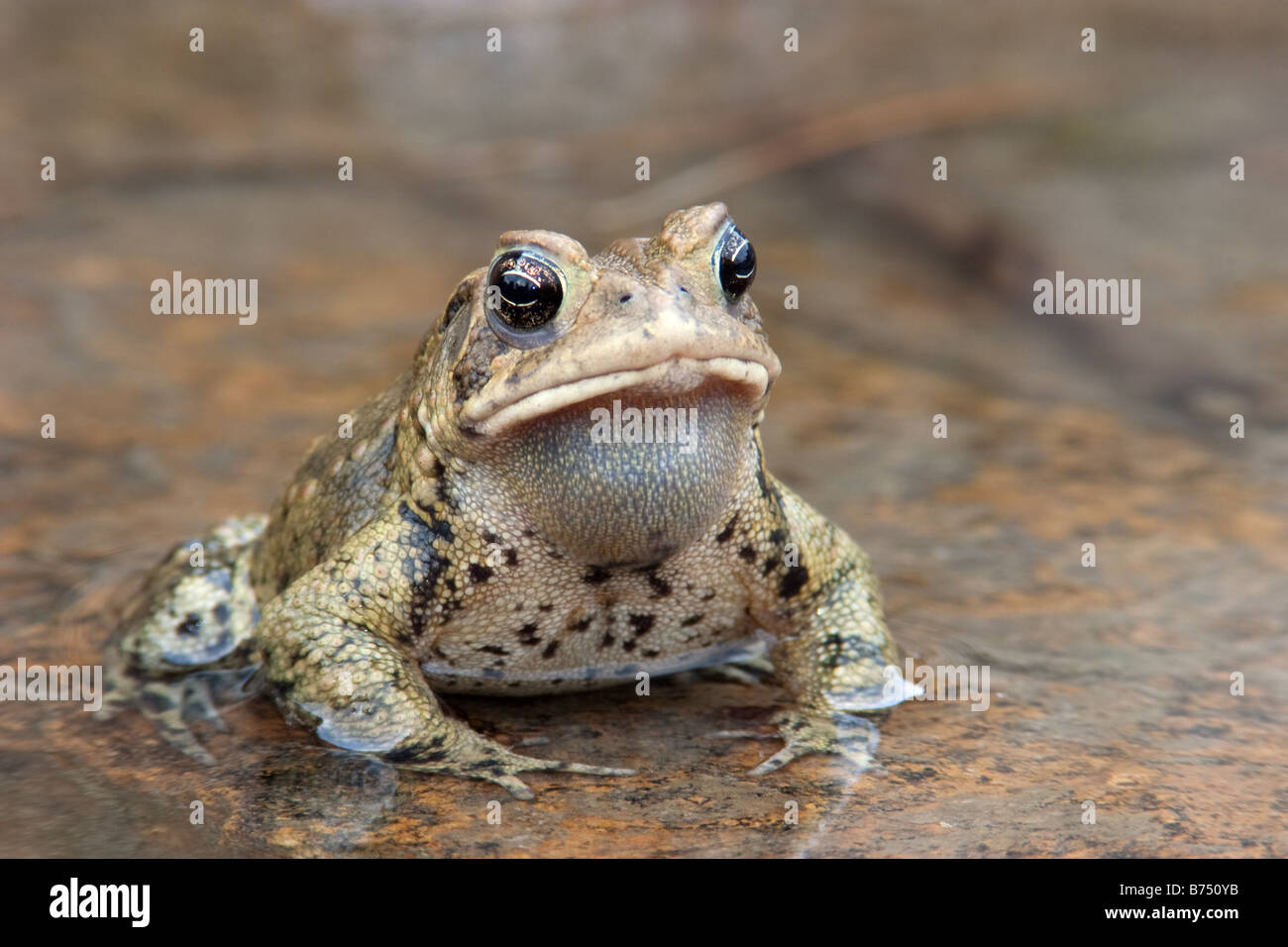 American Toad, Bufo americanus Stock Photo - Alamy