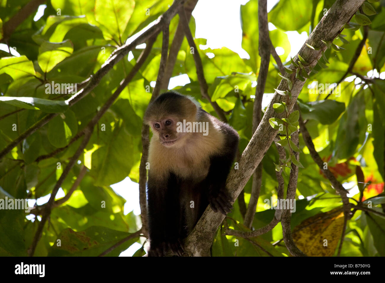 White Faced Capuchin monkey in trees at beach Manual Antonio Nature ...