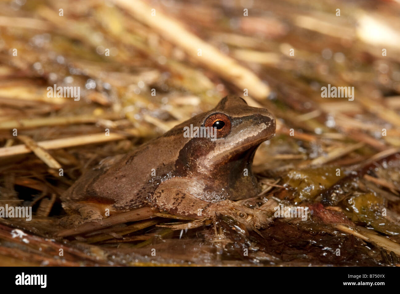 Pseudacris crucifer, Northern Spring Peeper calling from water Stock ...
