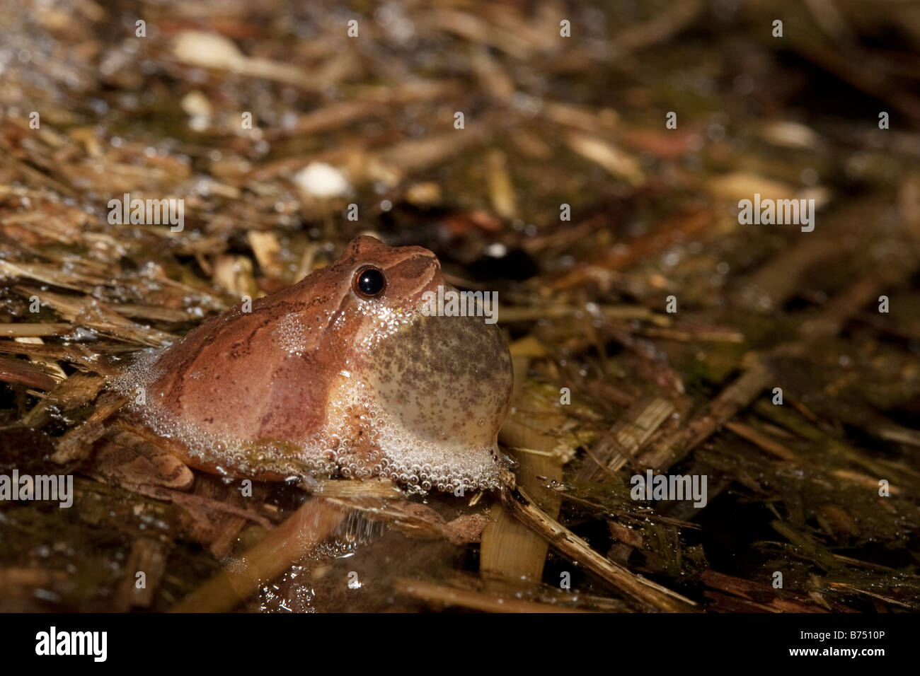 Spring peeper frogs hi-res stock photography and images - Alamy