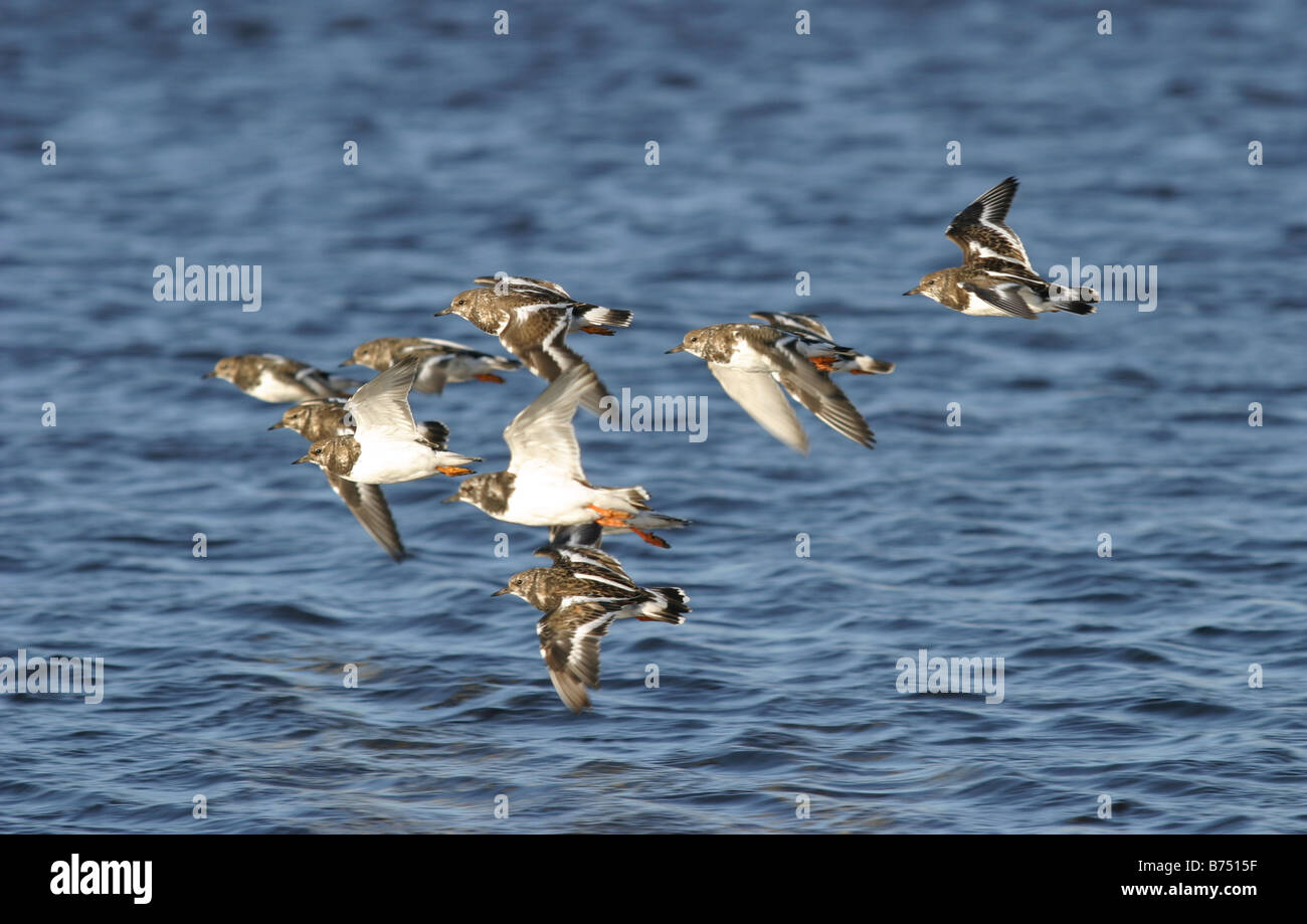 flock of birds over sea water Stock Photo - Alamy