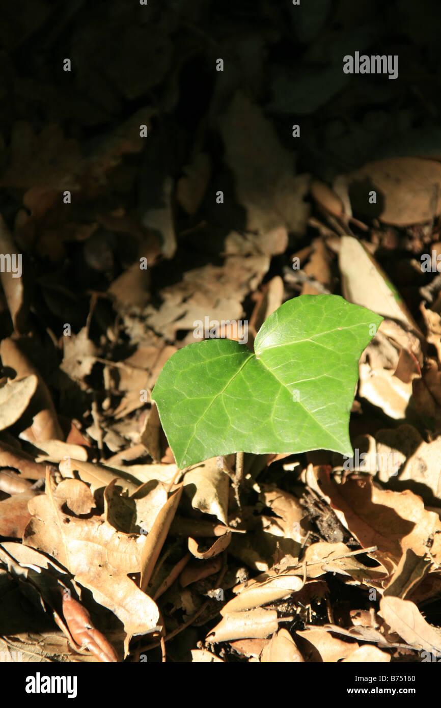 one single green ivy leaf growing on forest floor in countryside Stock ...