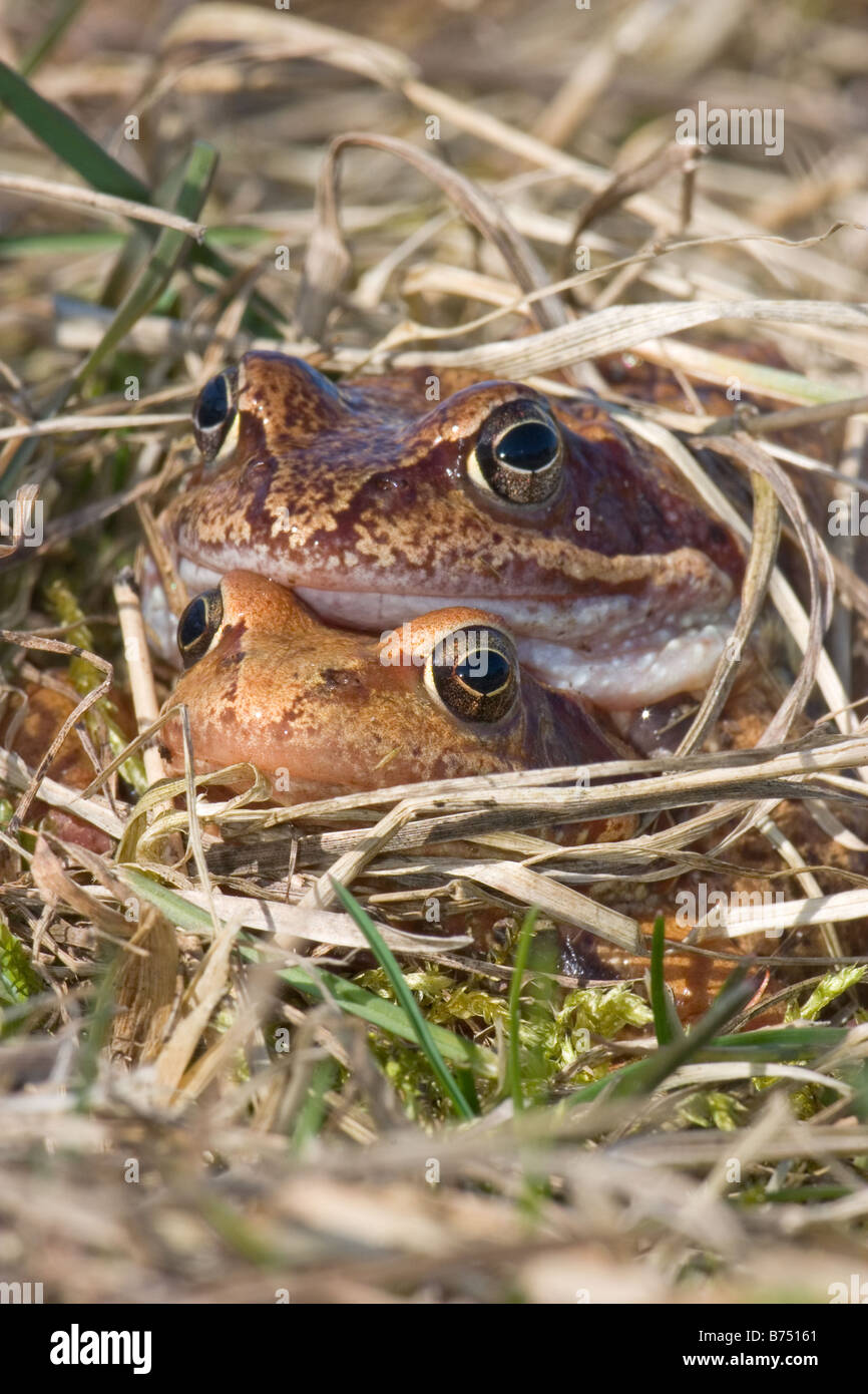 Hibernating Frogs