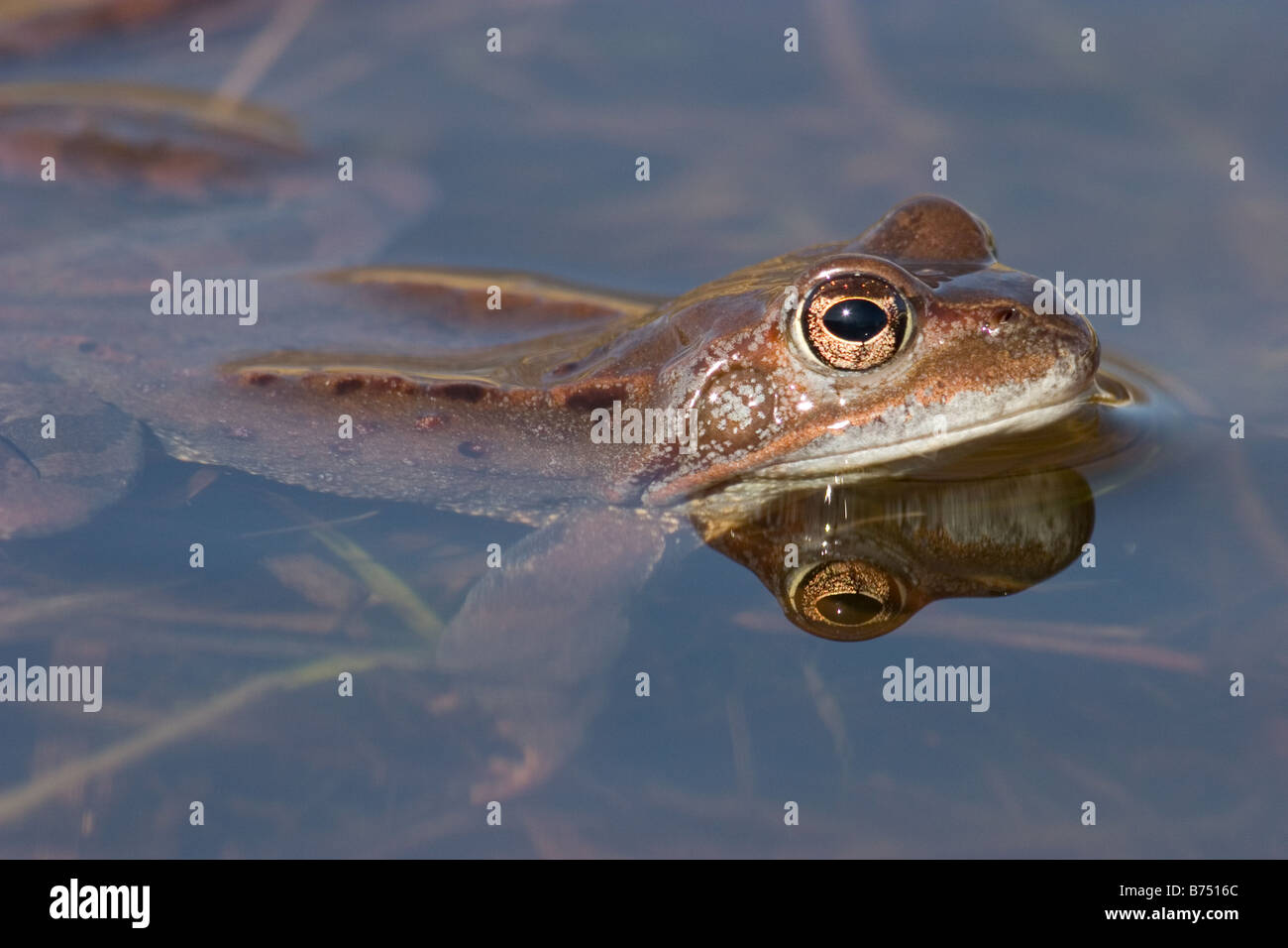 Adult frogs hi-res stock photography and images - Alamy