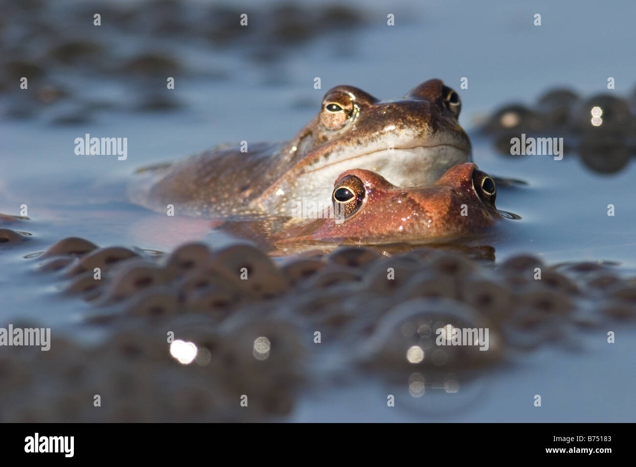 Frogs mating eggs hi-res stock photography and images - Alamy