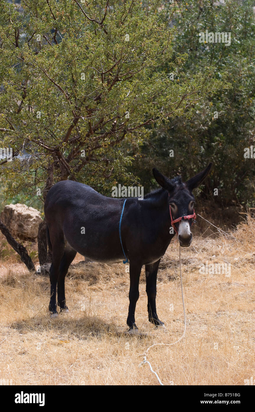 Black donkey in a farm Lebanon Middle East Stock Photo - Alamy
