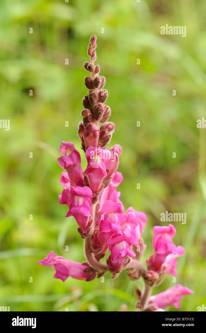 Snap dragon hi-res stock photography and images - Alamy