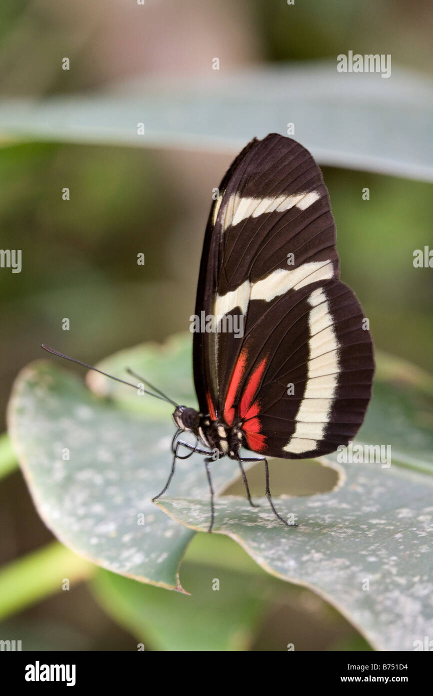 Heliconus hi-res stock photography and images - Alamy