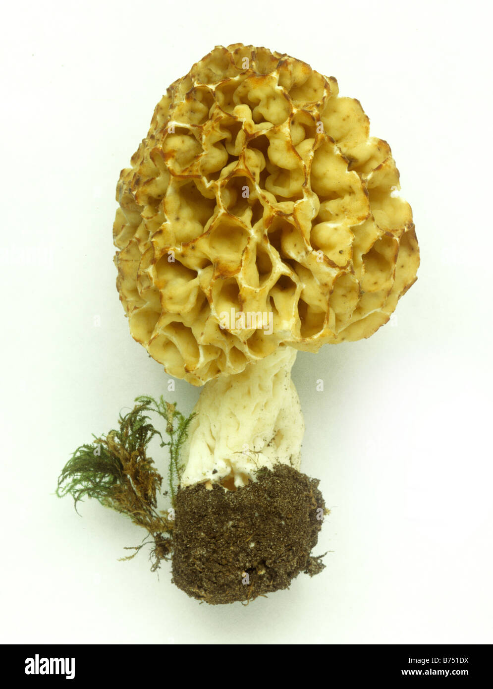 Speisemorchel morchella esculenta hi-res stock photography and images ...