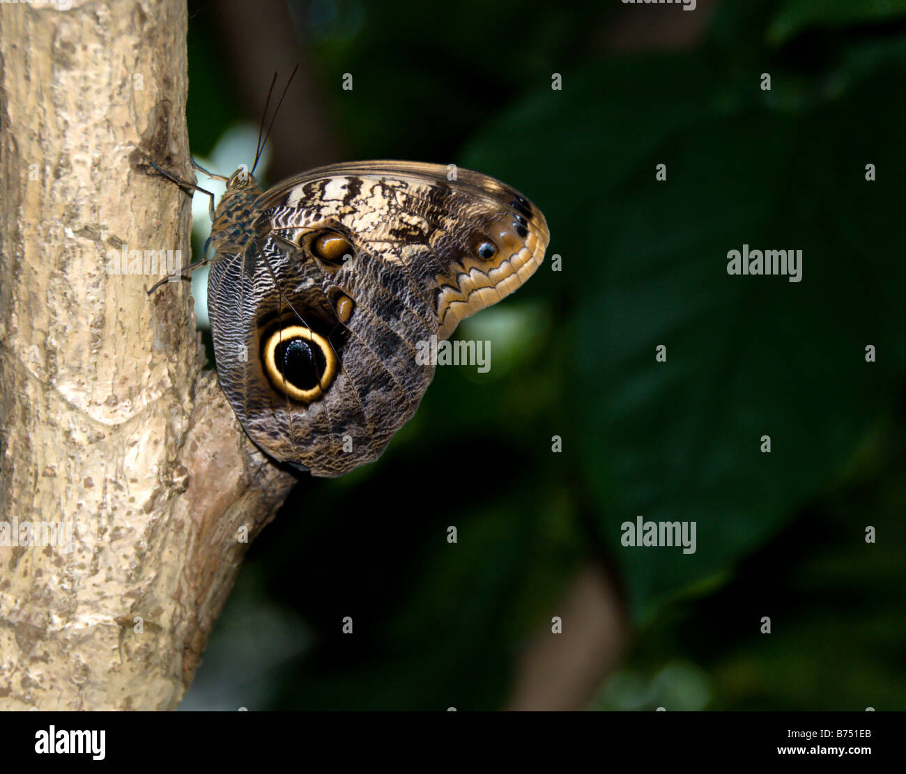 Owl butterfly with wings closed clinging onto tree Stock Photo - Alamy