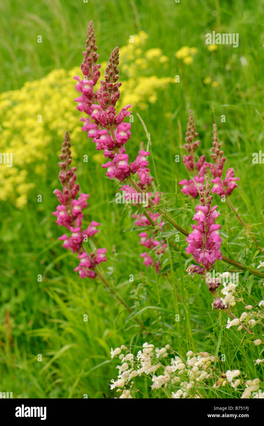 Planta de dragón snap hi-res stock photography and images - Alamy