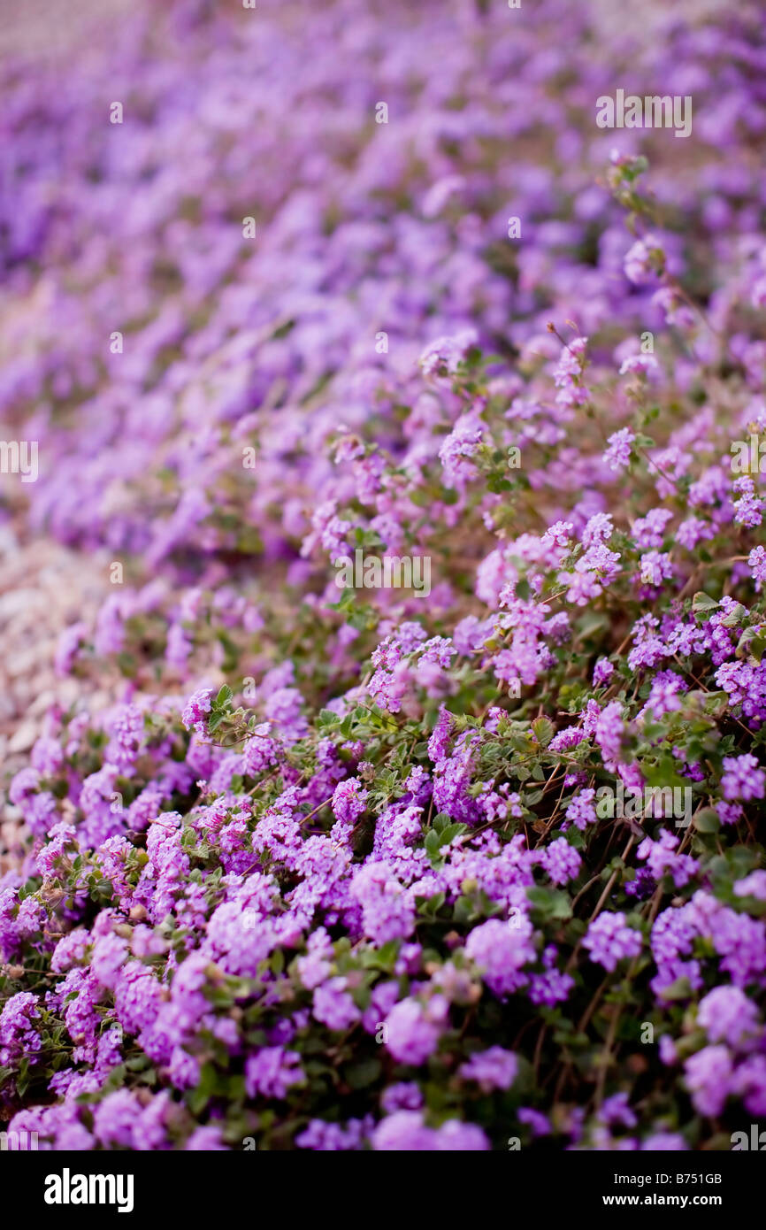 a large flowerbed of beautiful spring flowers outside in the spring ...