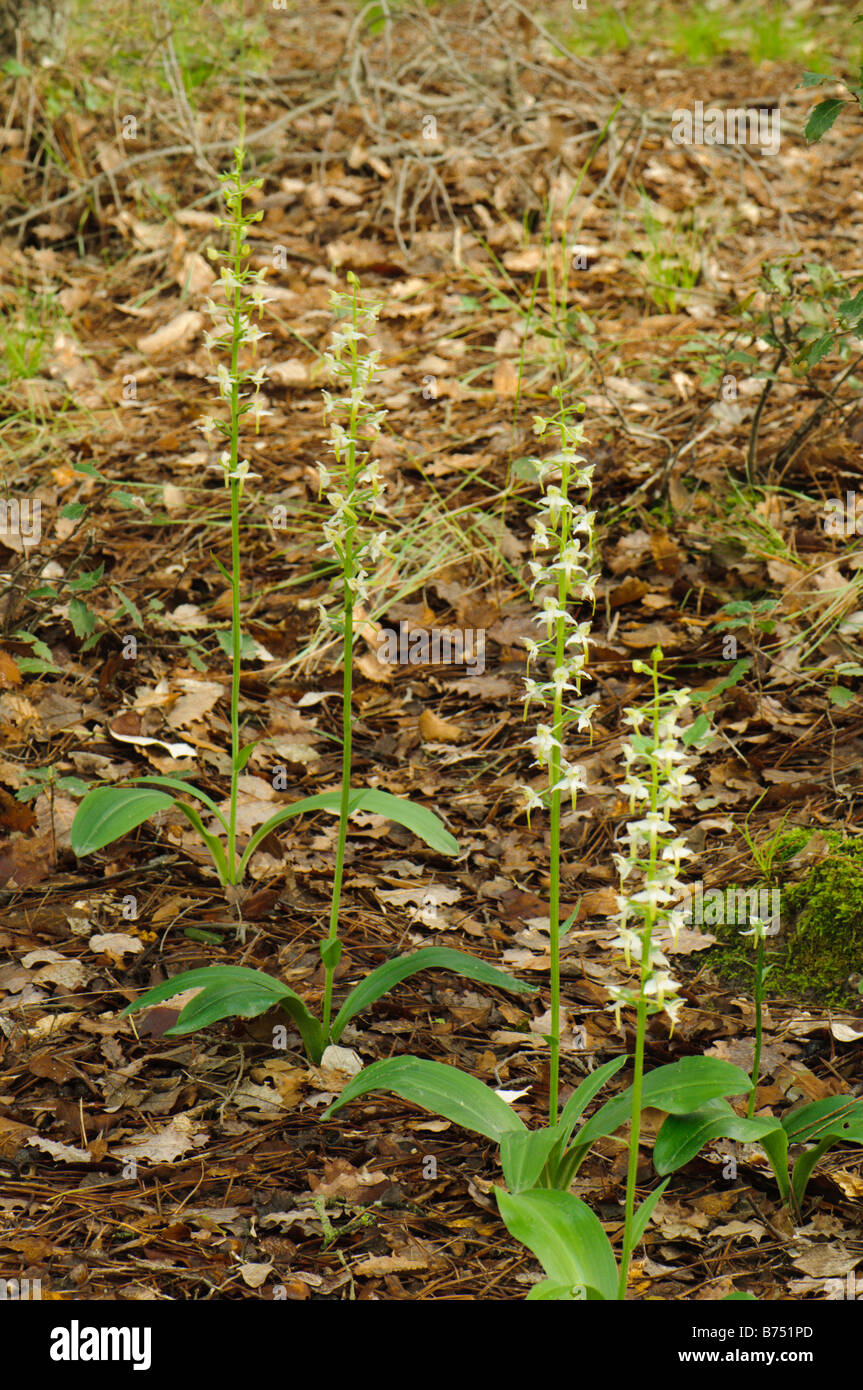 Flower of the wild autochtonous orchid Platanthera chlorantha, the ...