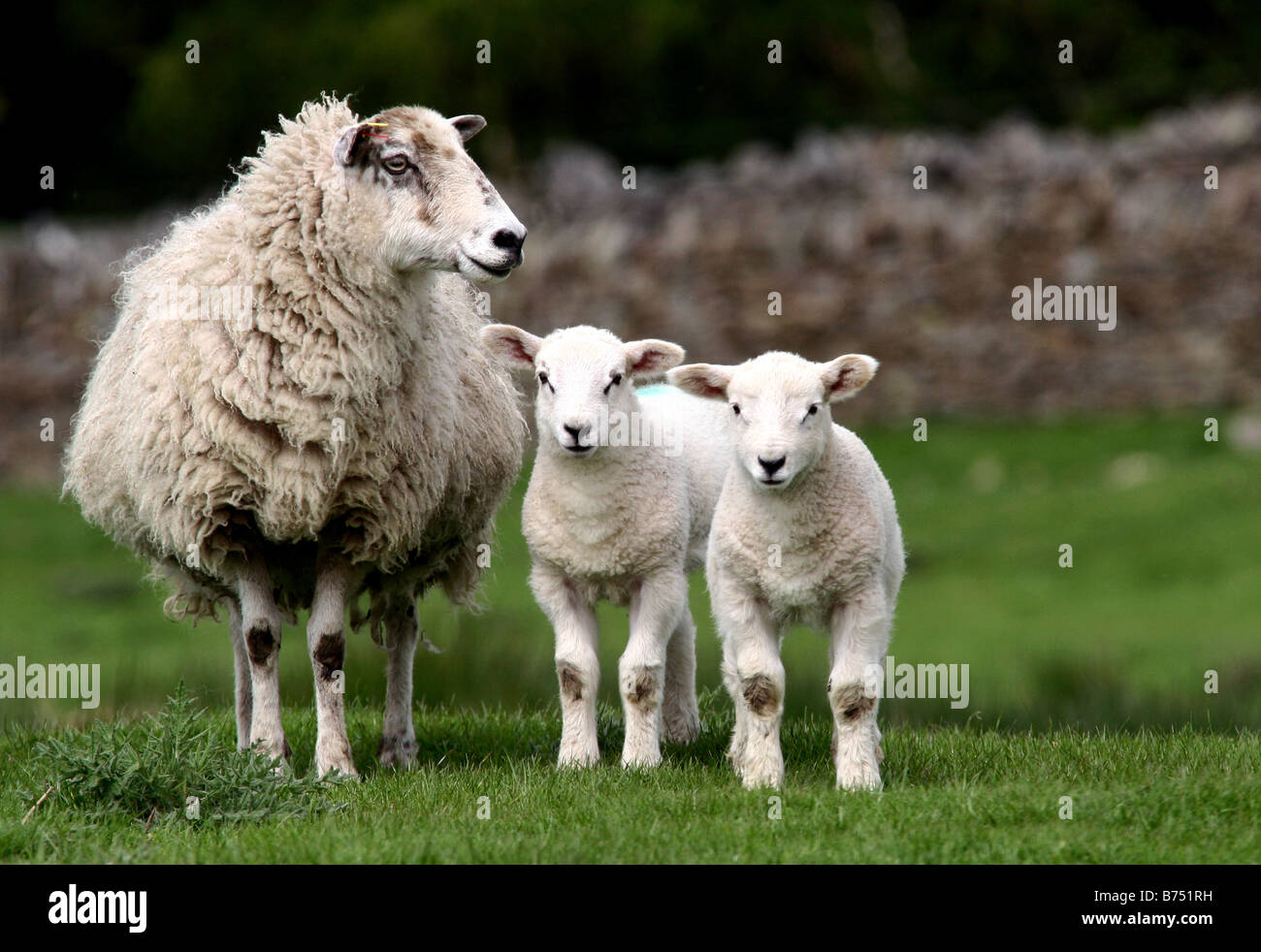 Mother sheep and her two lambs Stock Photo - Alamy