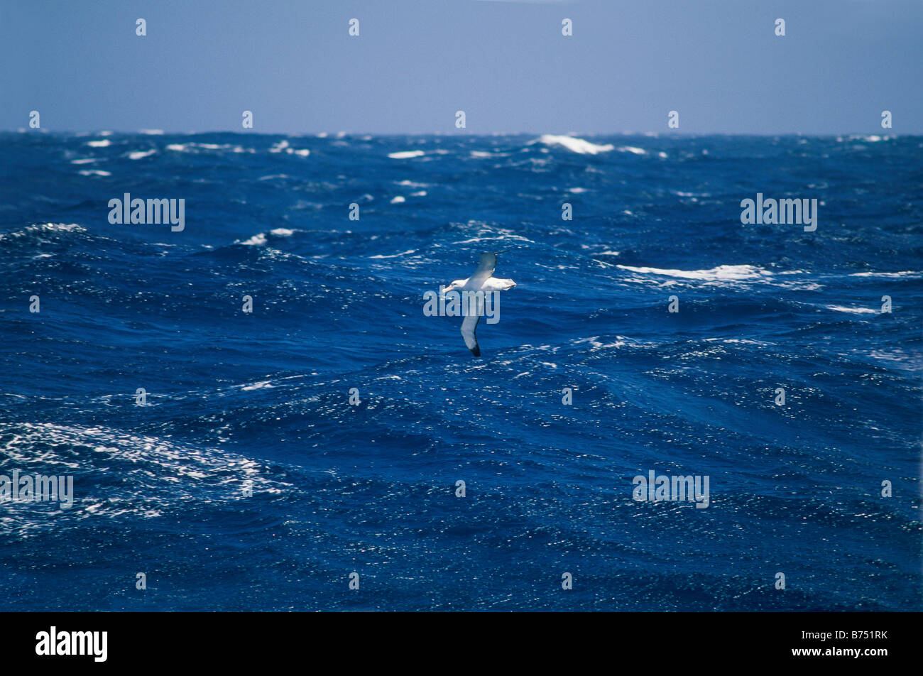 Wandering albatross flying one hi-res stock photography and images - Alamy