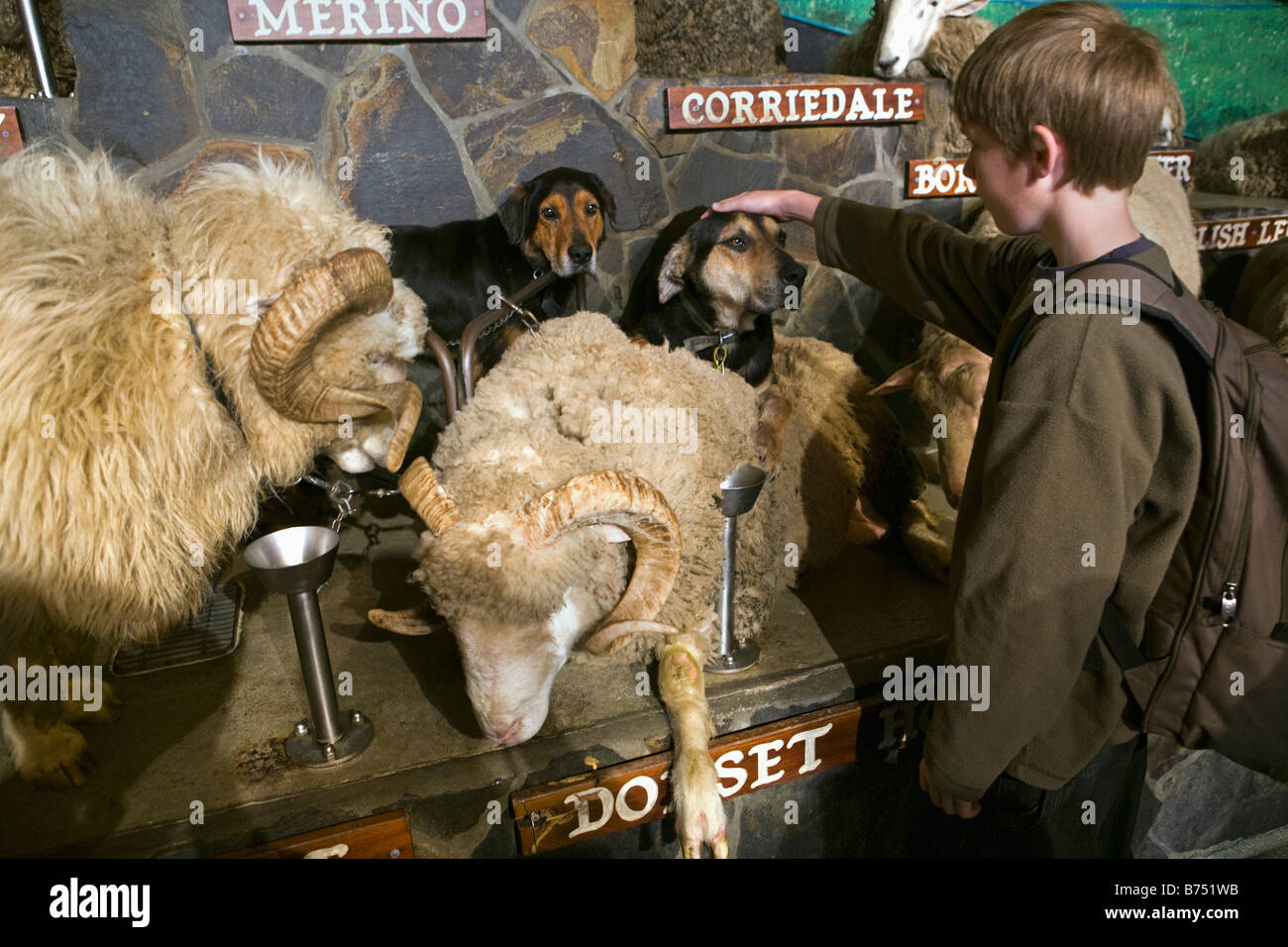 New Zealand, North Island, Rotorua, Sheep show at the Agrodome Stock ...