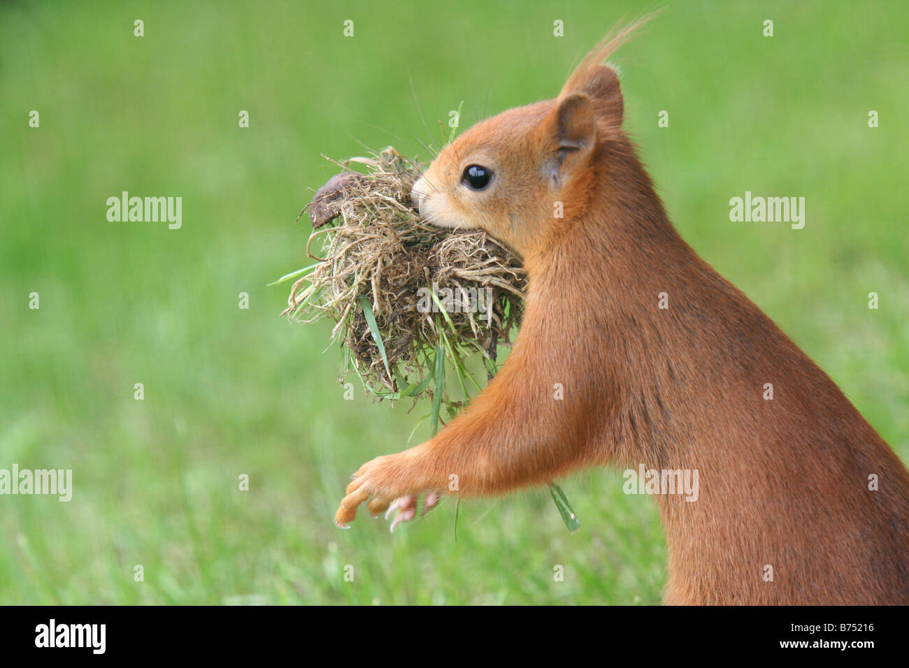 Squirrel nest hi-res stock photography and images - Alamy