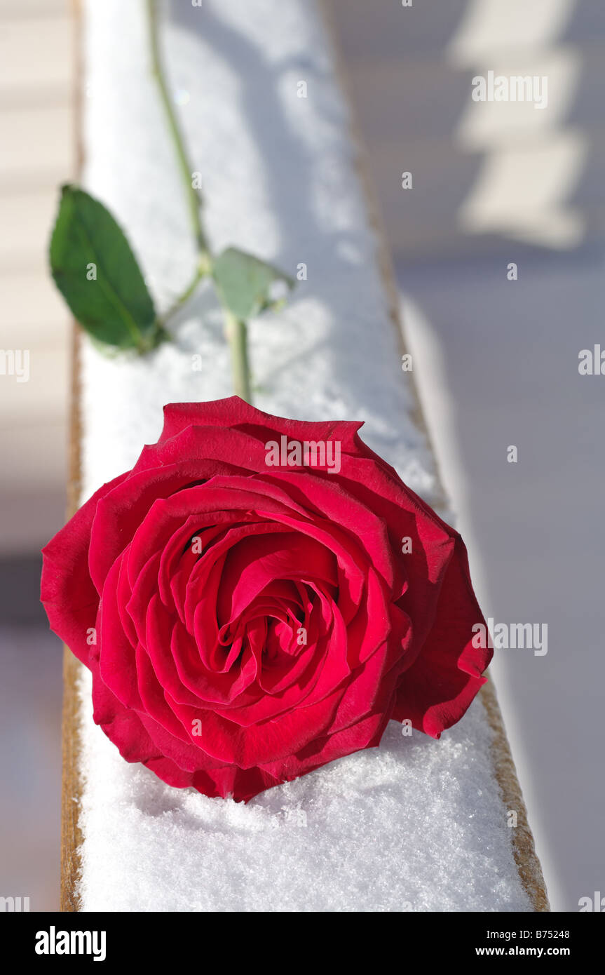 Red rose in snow Stock Photo - Alamy