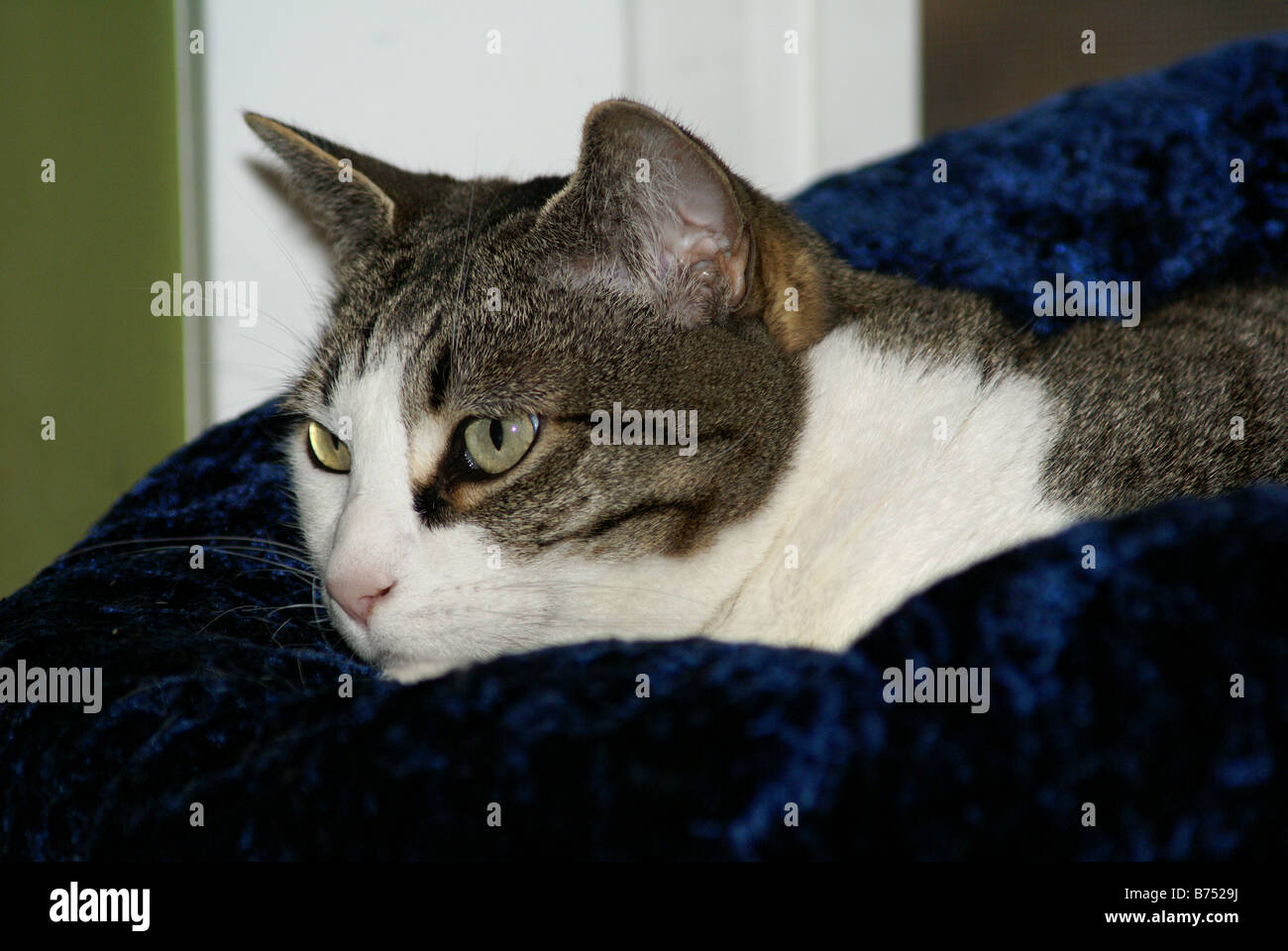 closeup of cat with white markings reclining on dark cushion isolated ...