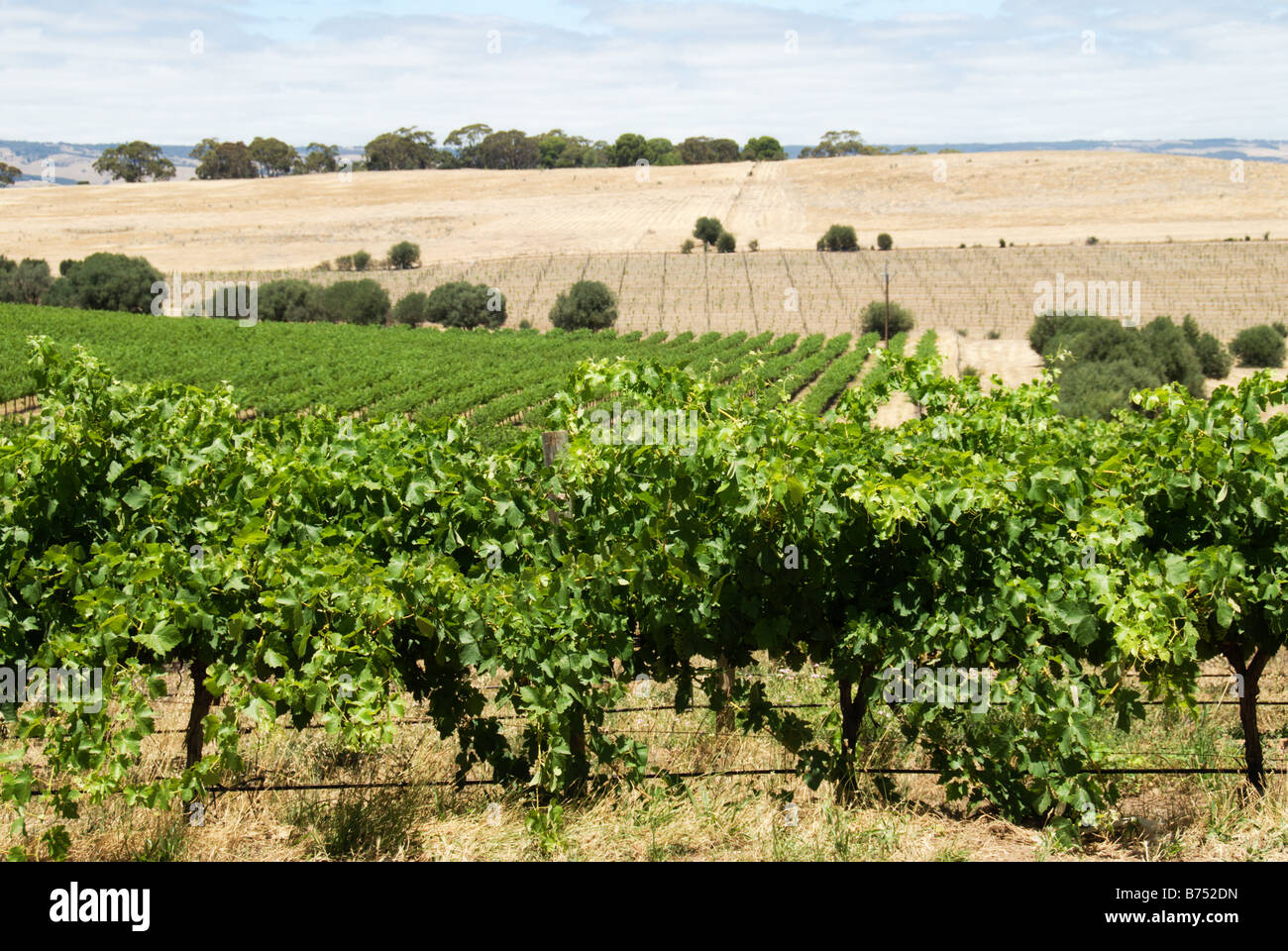 Australian winery hi-res stock photography and images - Alamy