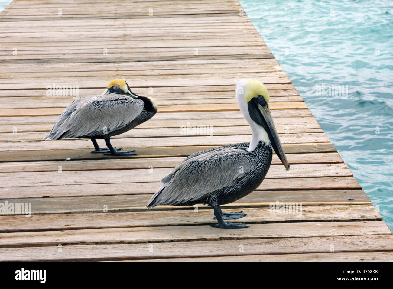 Pelecanus occidentalis carolinensis Stock Photo - Alamy