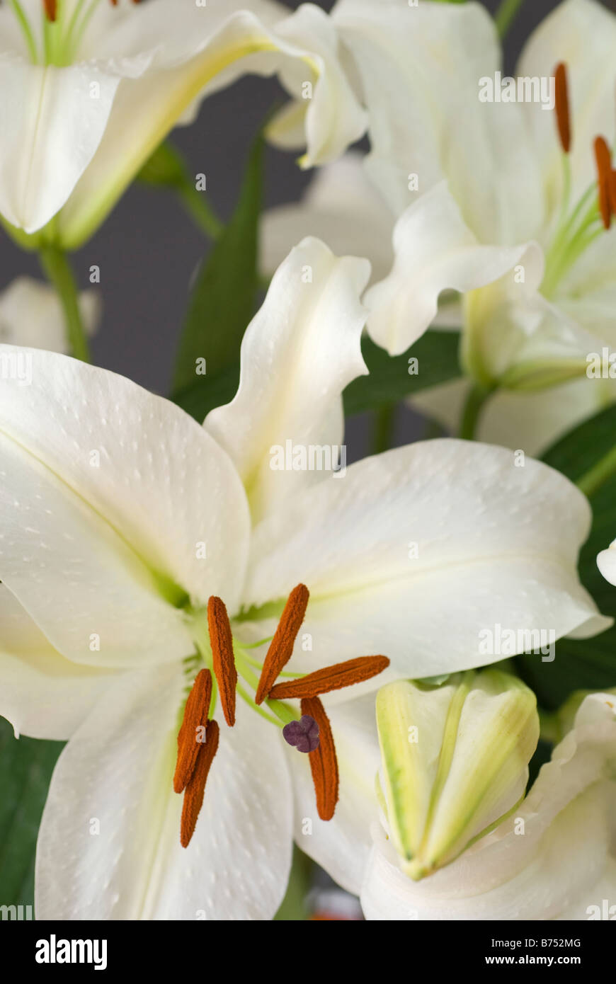 Lily lilies white petals hi-res stock photography and images - Alamy