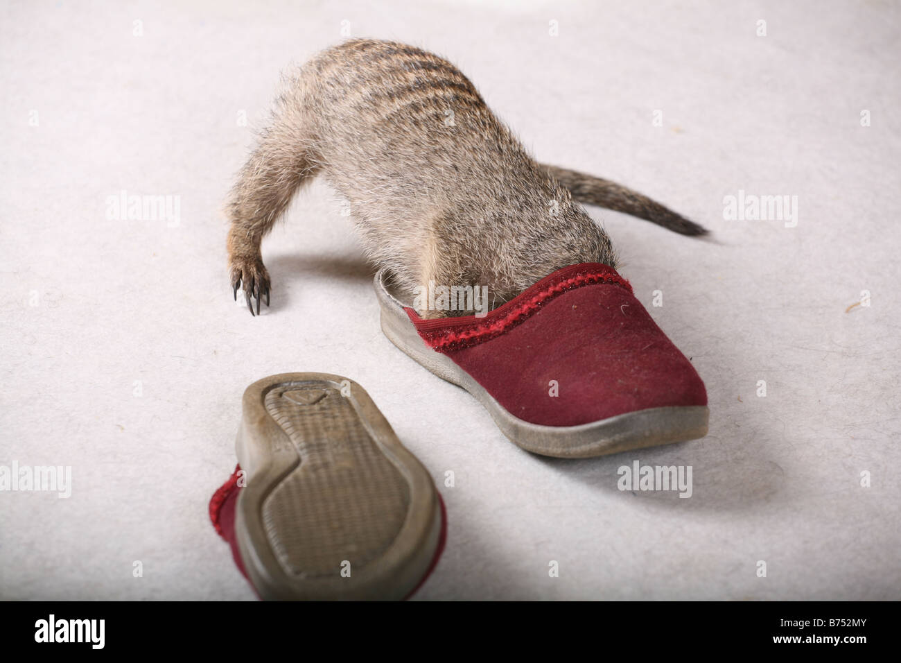 A mongoose and slippers Stock Photo - Alamy