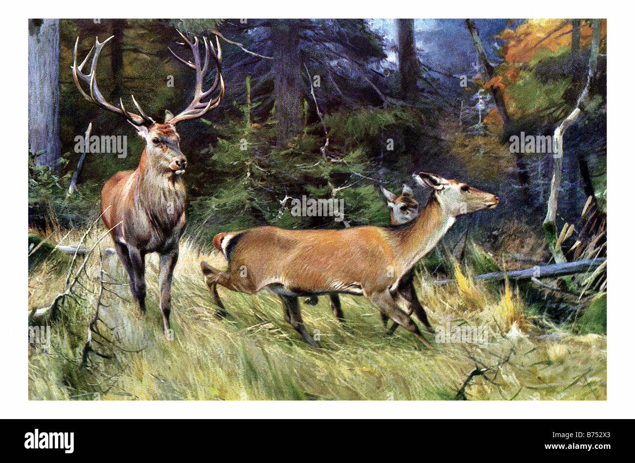 Illustrations red deer hi-res stock photography and images - Alamy