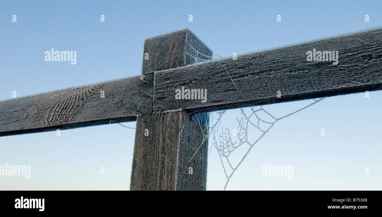 Frosty cob web hi-res stock photography and images - Alamy