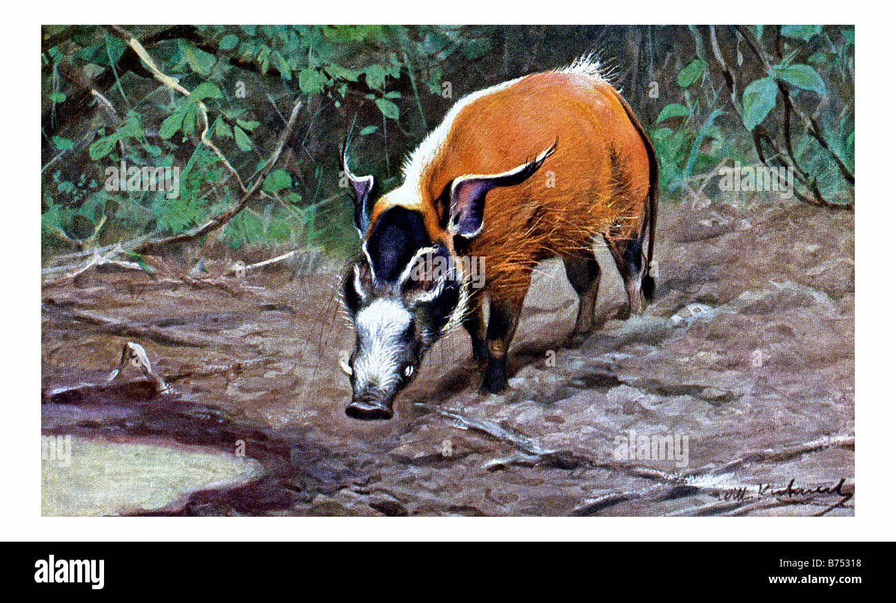 illustration of a Red River Hog Stock Photo - Alamy
