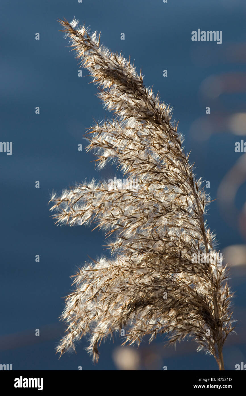 Reed thatchers hi-res stock photography and images - Alamy