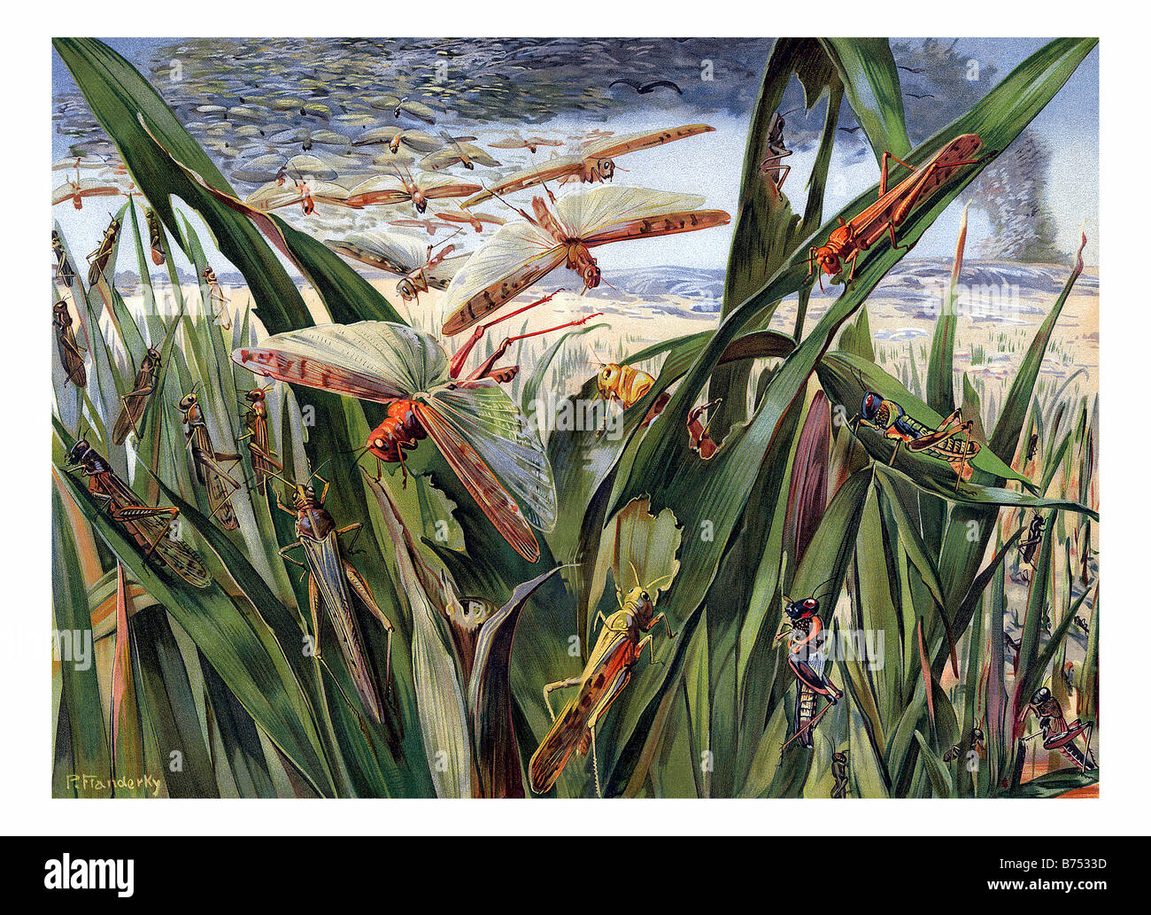 Australian plague locust hi-res stock photography and images - Alamy