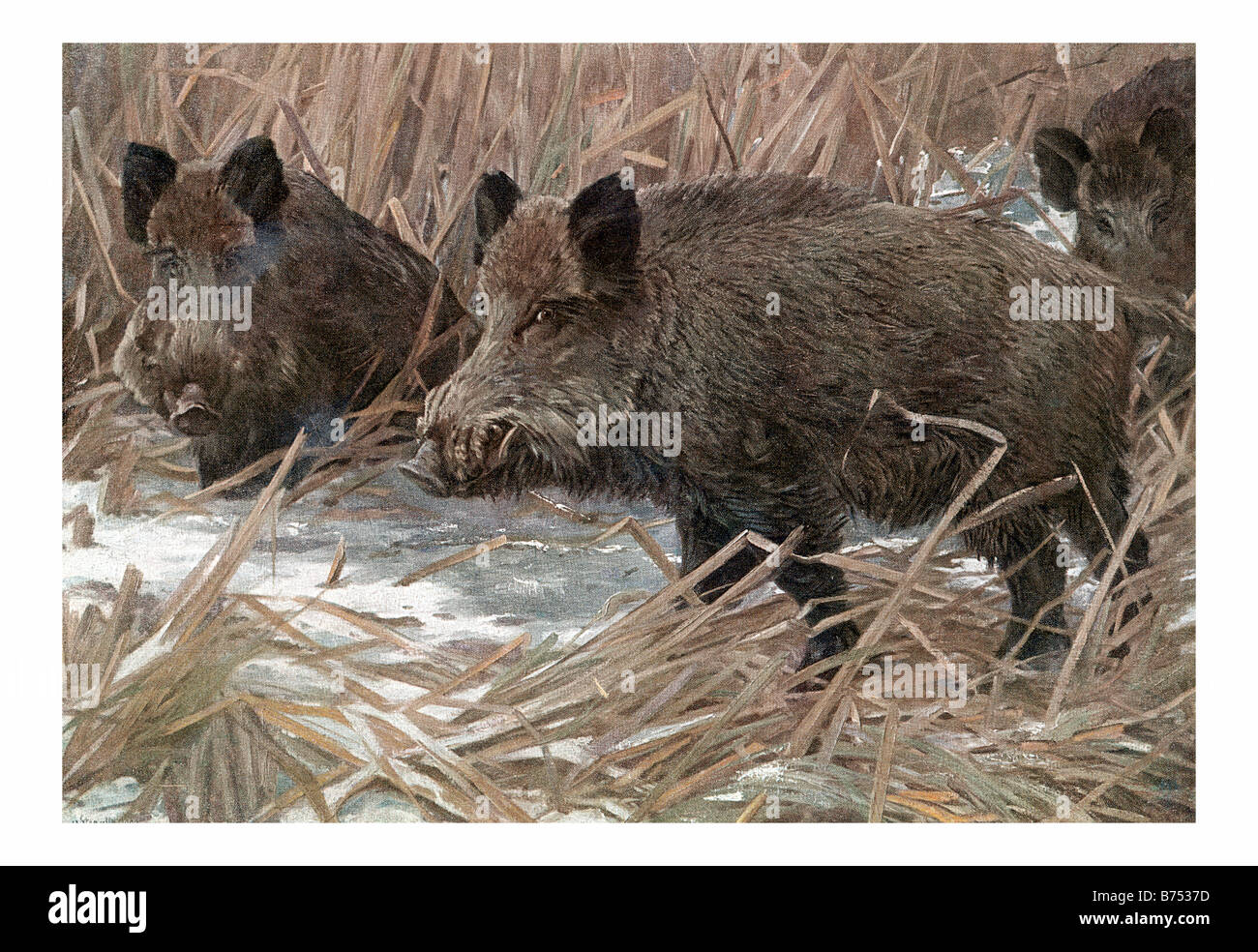 Illustration wild boar hi-res stock photography and images - Alamy