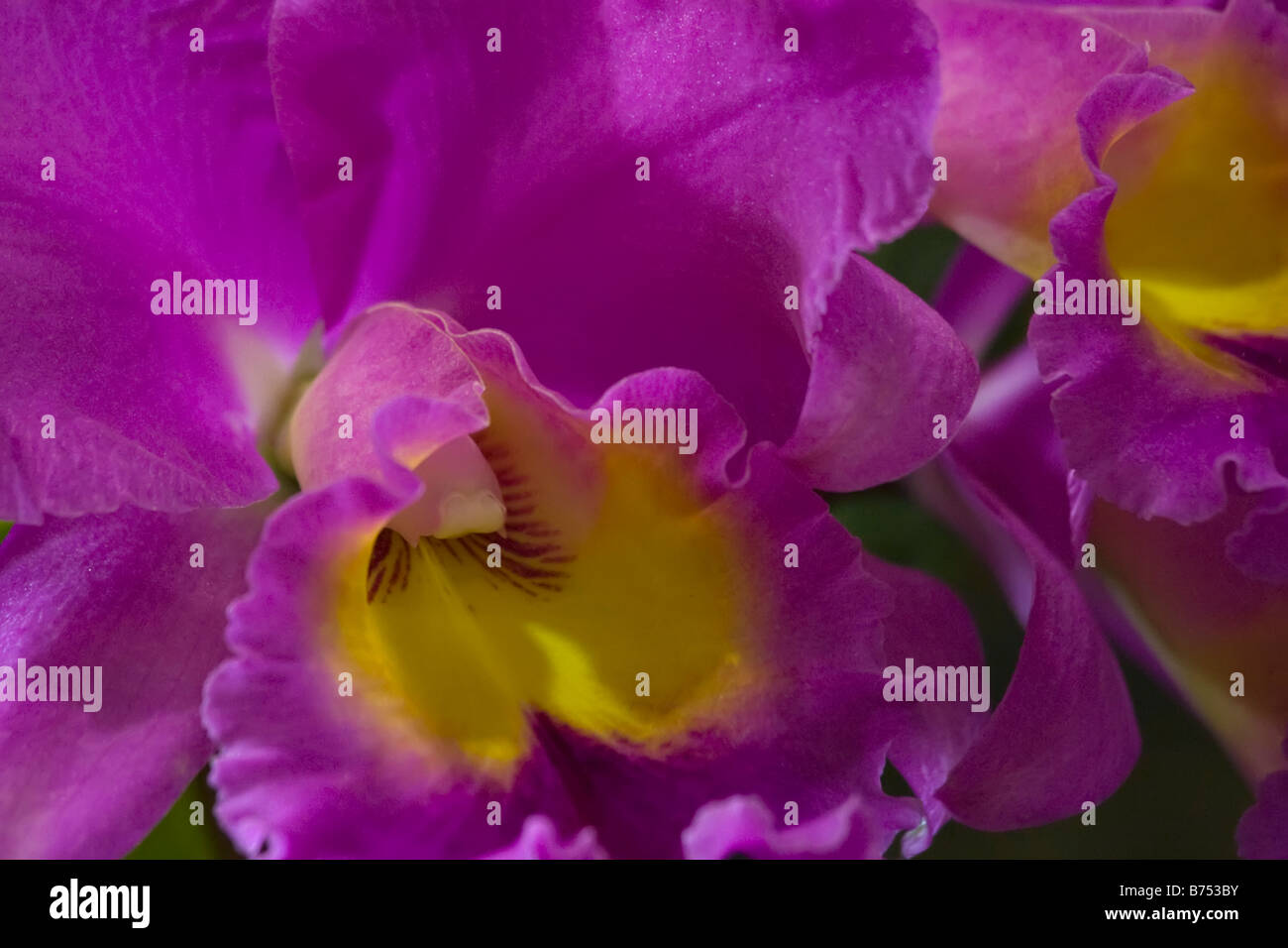 Pretty pink orchids hi-res stock photography and images - Alamy