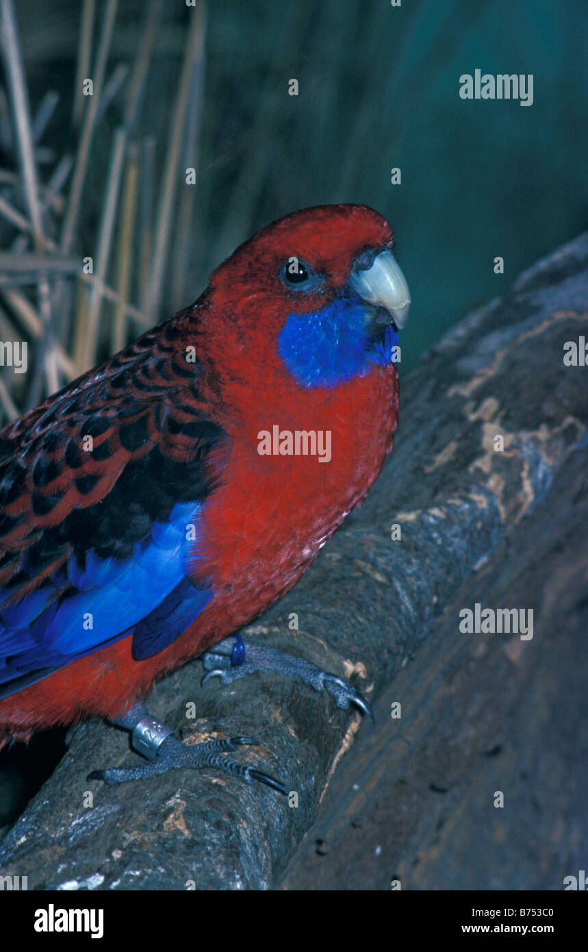 Parakeet in tree Stock Photo - Alamy