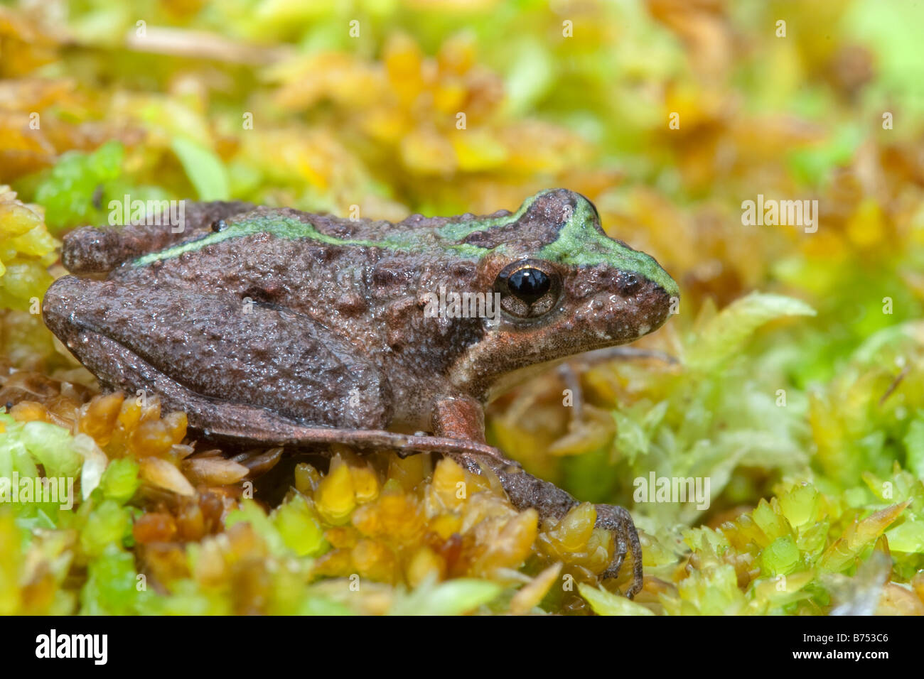 Acris gryllus dorsalis, Florida Cricket Frog Stock Photo - Alamy